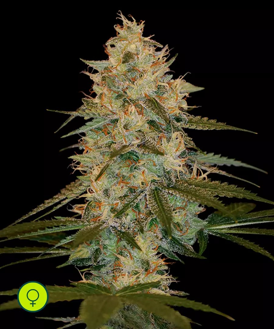 Chocolope Kush - Netseeds